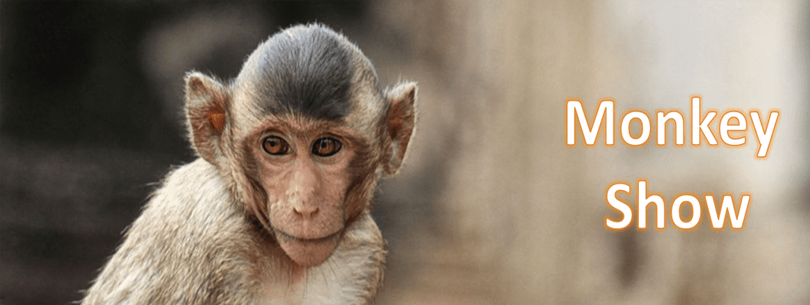 Monkey Show On Rent | Monkey Show For Hire | Monkey Show